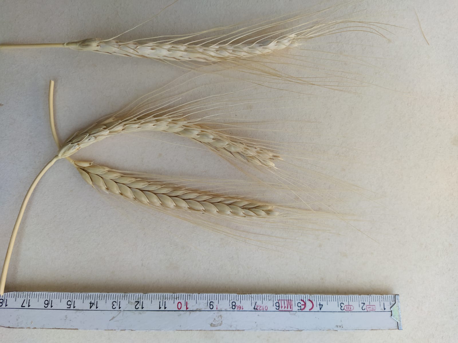 Farro Dicocco Karol 600 Kg - Arcoiris sementi biologiche - Prodotti - Arcoiris srl